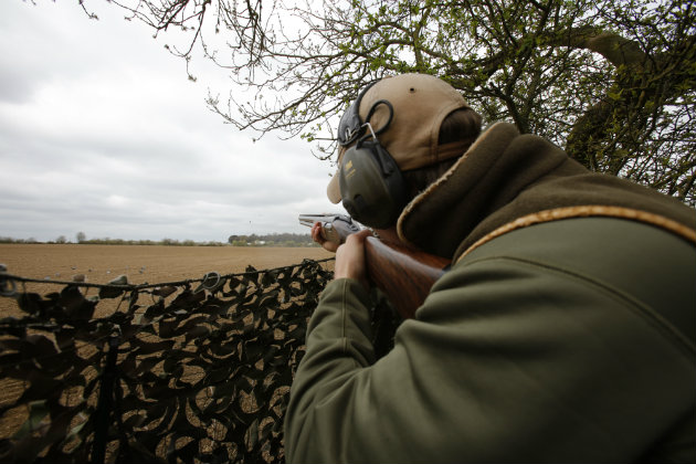 Spring drillings and pigeon - Shooting UK