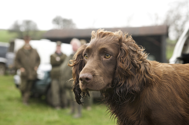 Working cocker spaniel - why it's such a popular breed