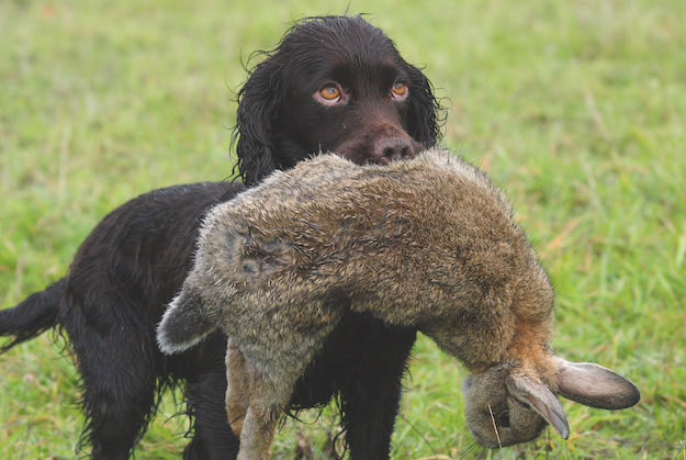 What Is A Working Gun Dog