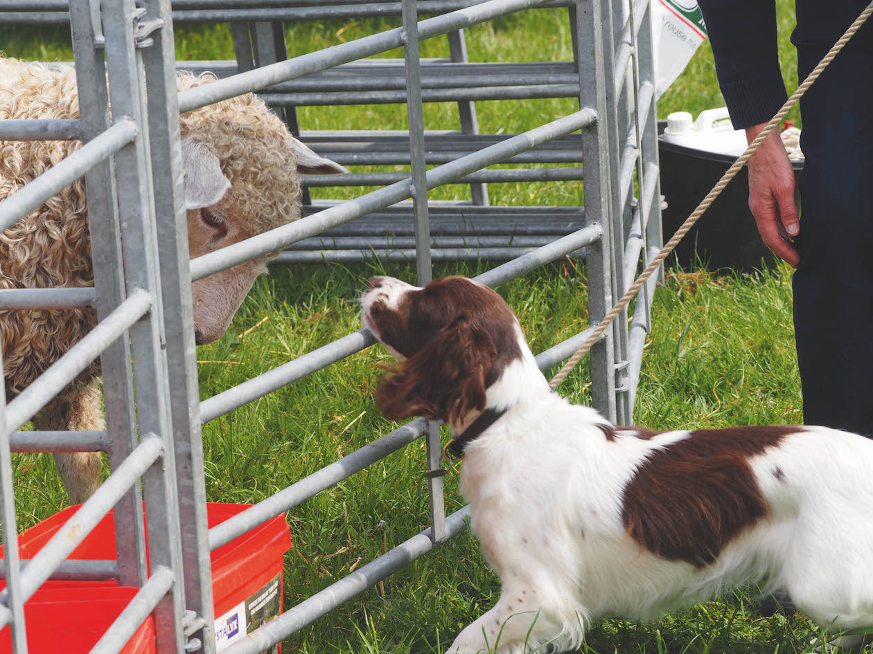 History Of Gun Dogs at Wilford Shaw blog