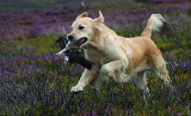 Gundogs - the history of gundogs and how the different breeds developed