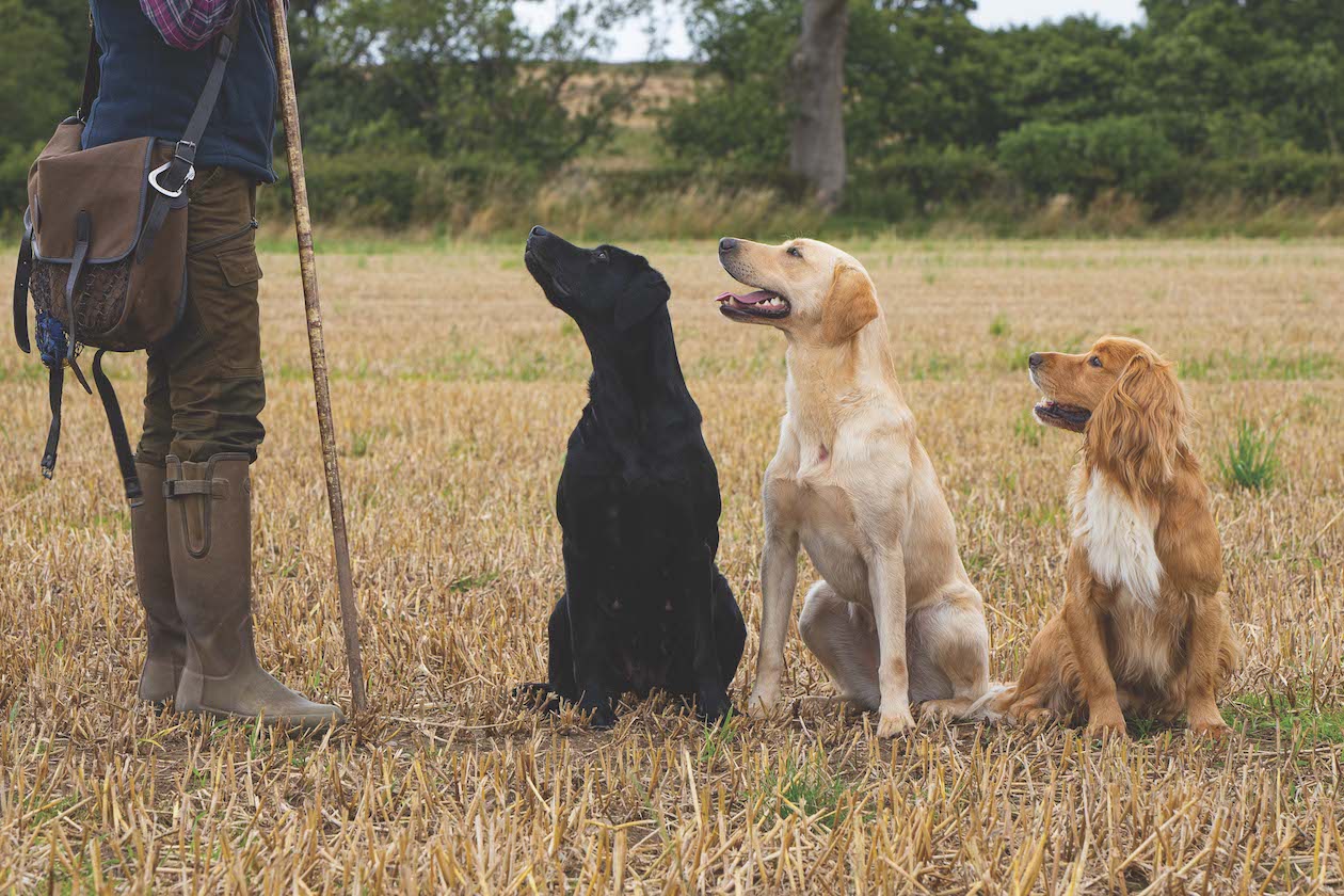 Gundogs - the history of gundogs and how the different breeds developed