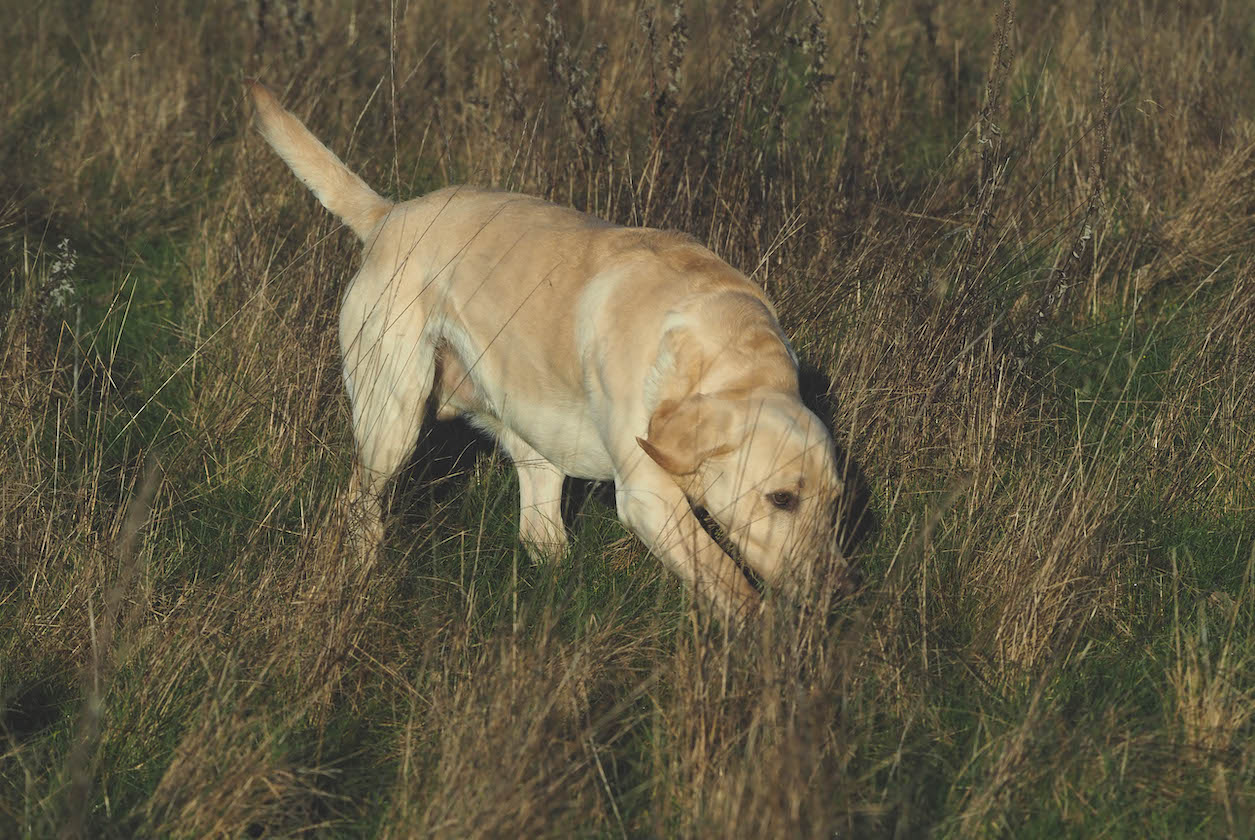 History Of Gun Dogs at Wilford Shaw blog