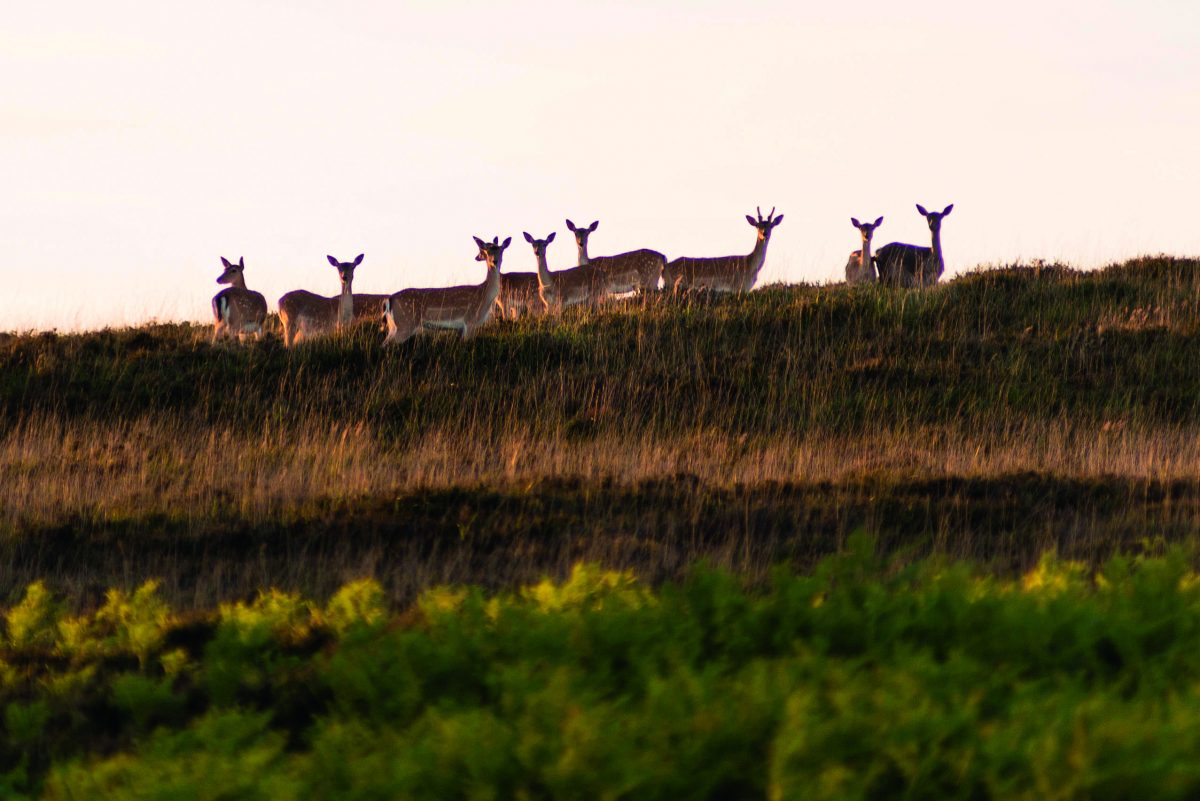 Deer stalking in the UK - where to go and the equipment you'll need