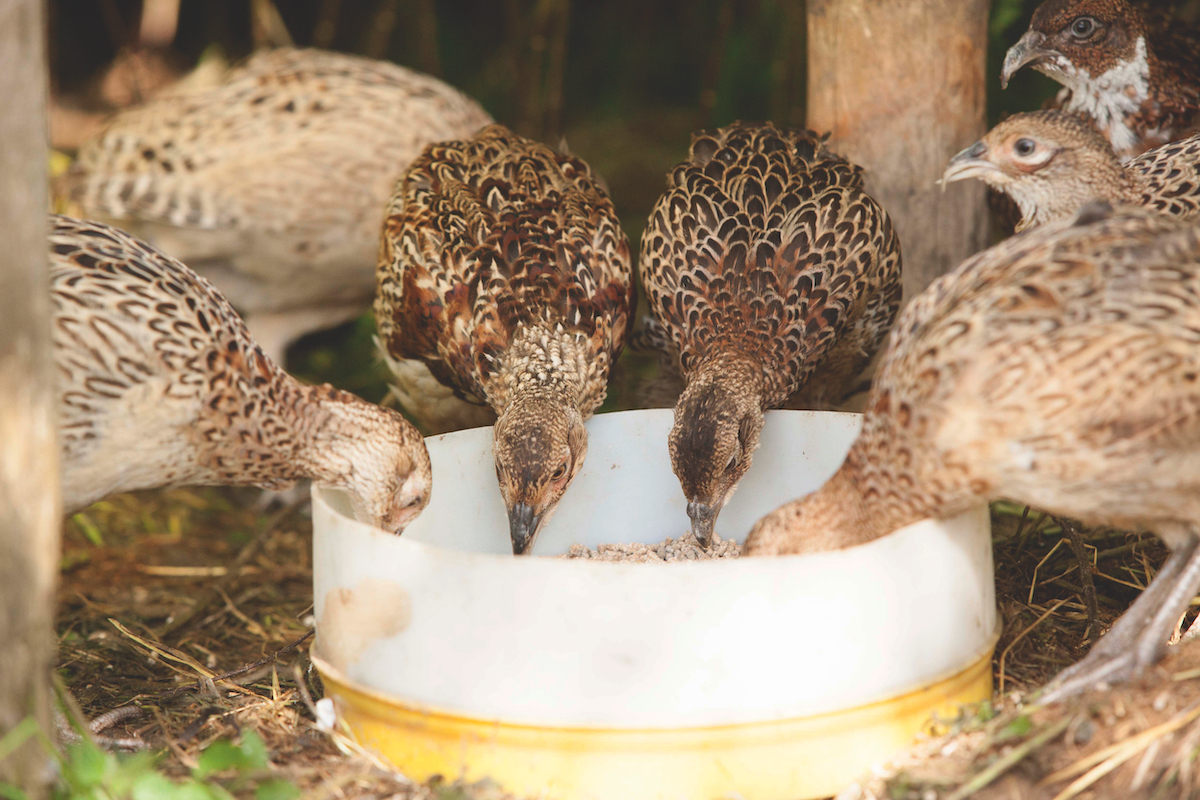 Keeping poults healthy - here's how to do it properly