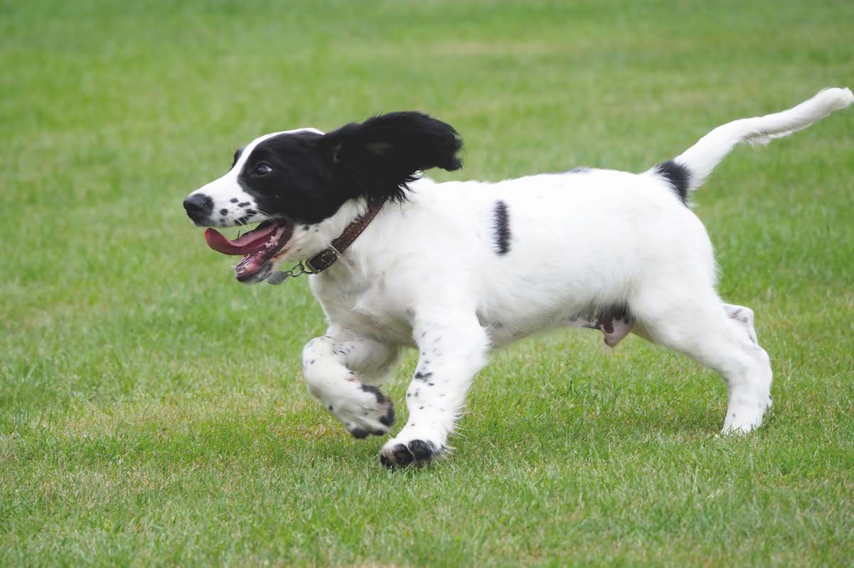 History Of Gun Dogs at Wilford Shaw blog