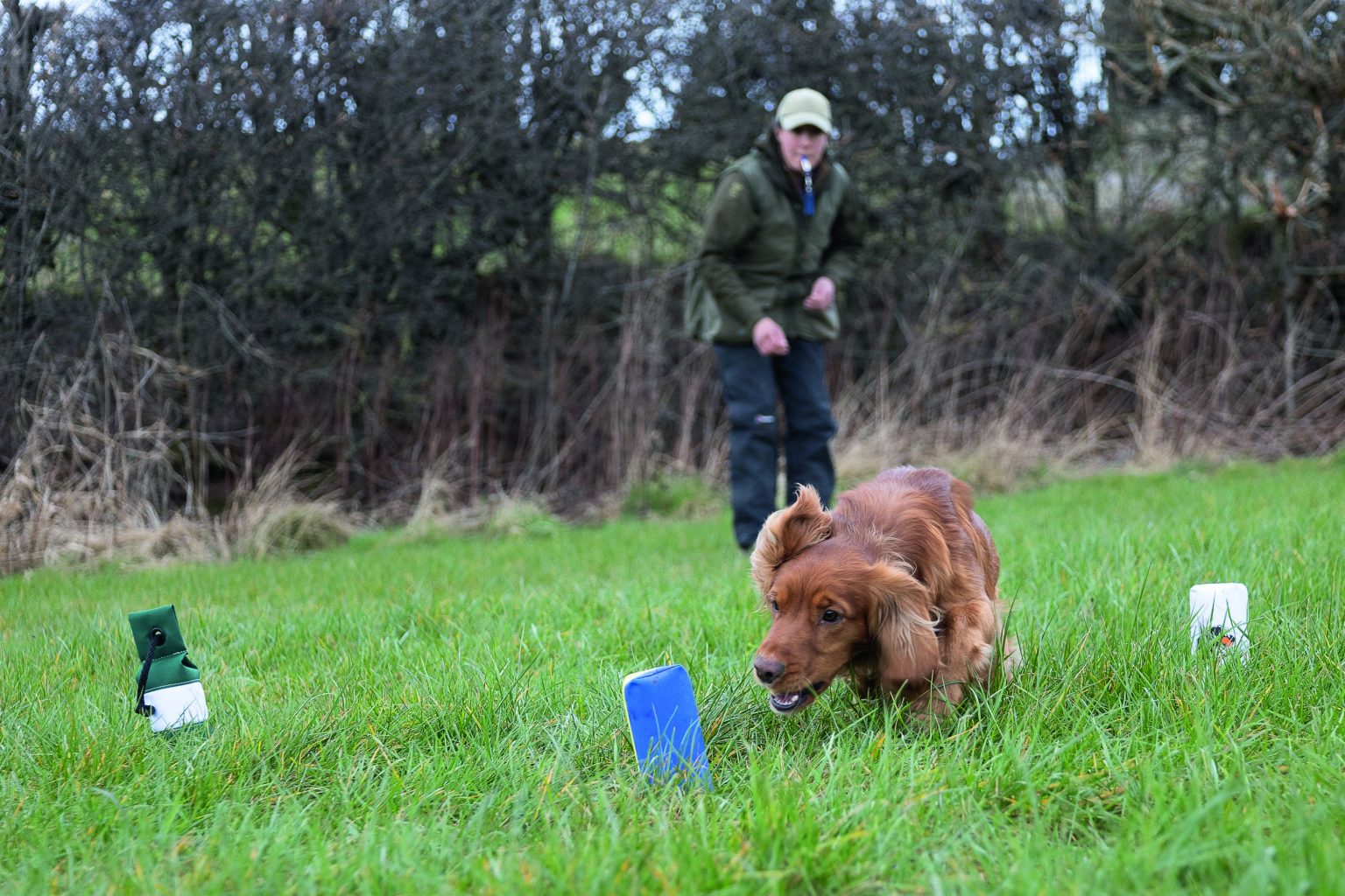 Gundogs - the history of gundogs and how the different breeds developed