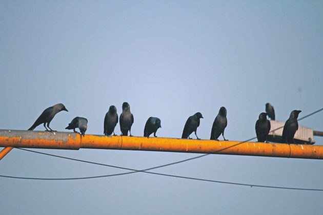 Indian house crow - an invasive urbanite that makes itself at home