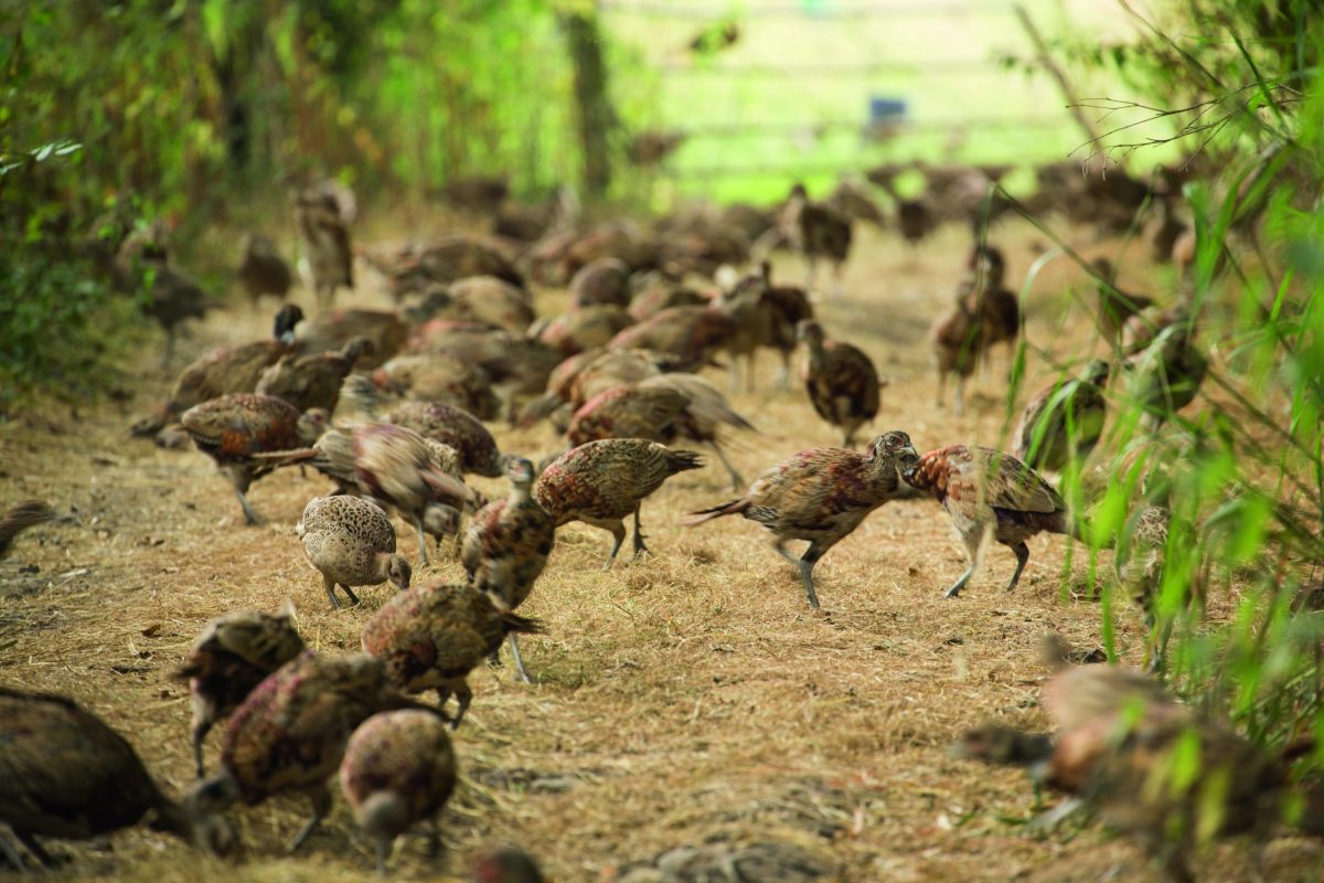 Poults and release pens - a guide to managing the transition - Shooting UK