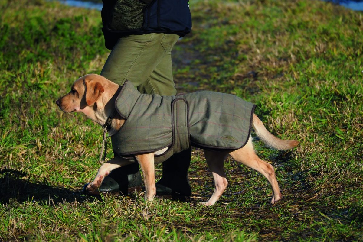 Gundogs - the history of gundogs and how the different breeds developed