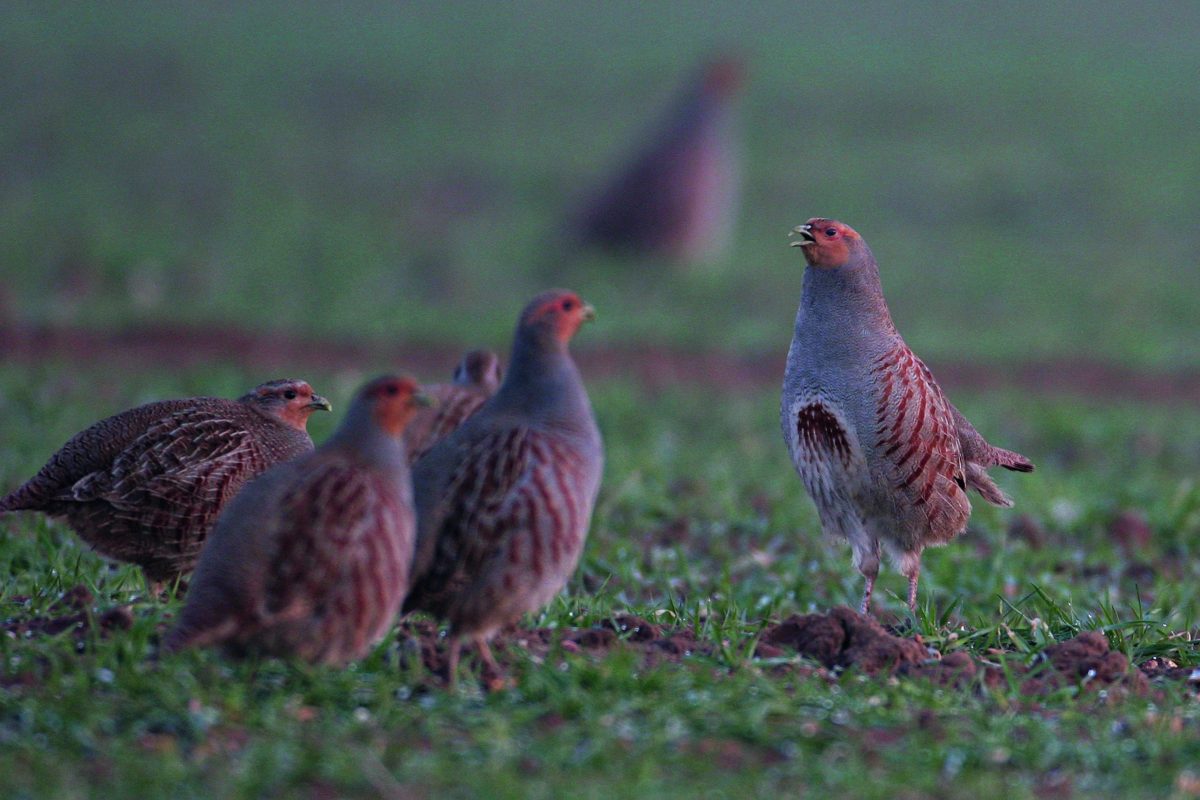 Scottish estate leading the way to save grey partridges - Shooting UK