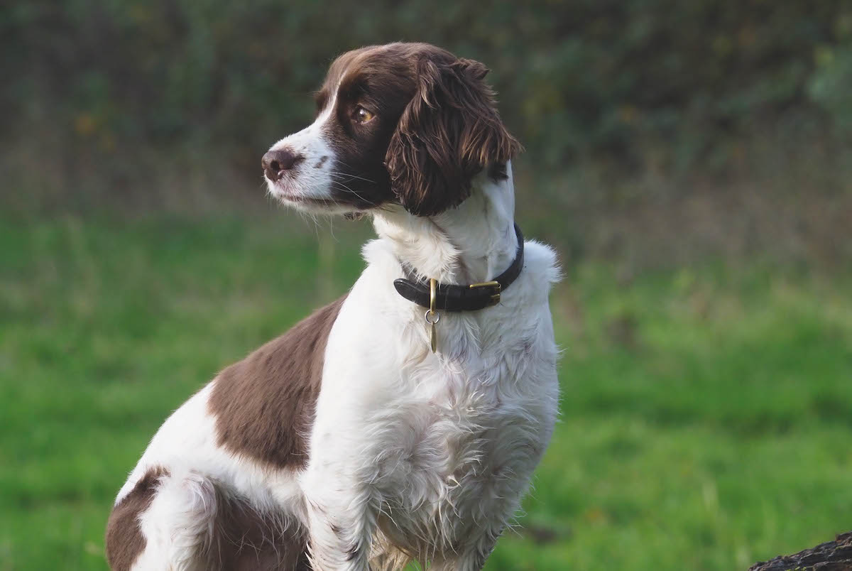 Gundogs - the history of gundogs and how the different breeds developed