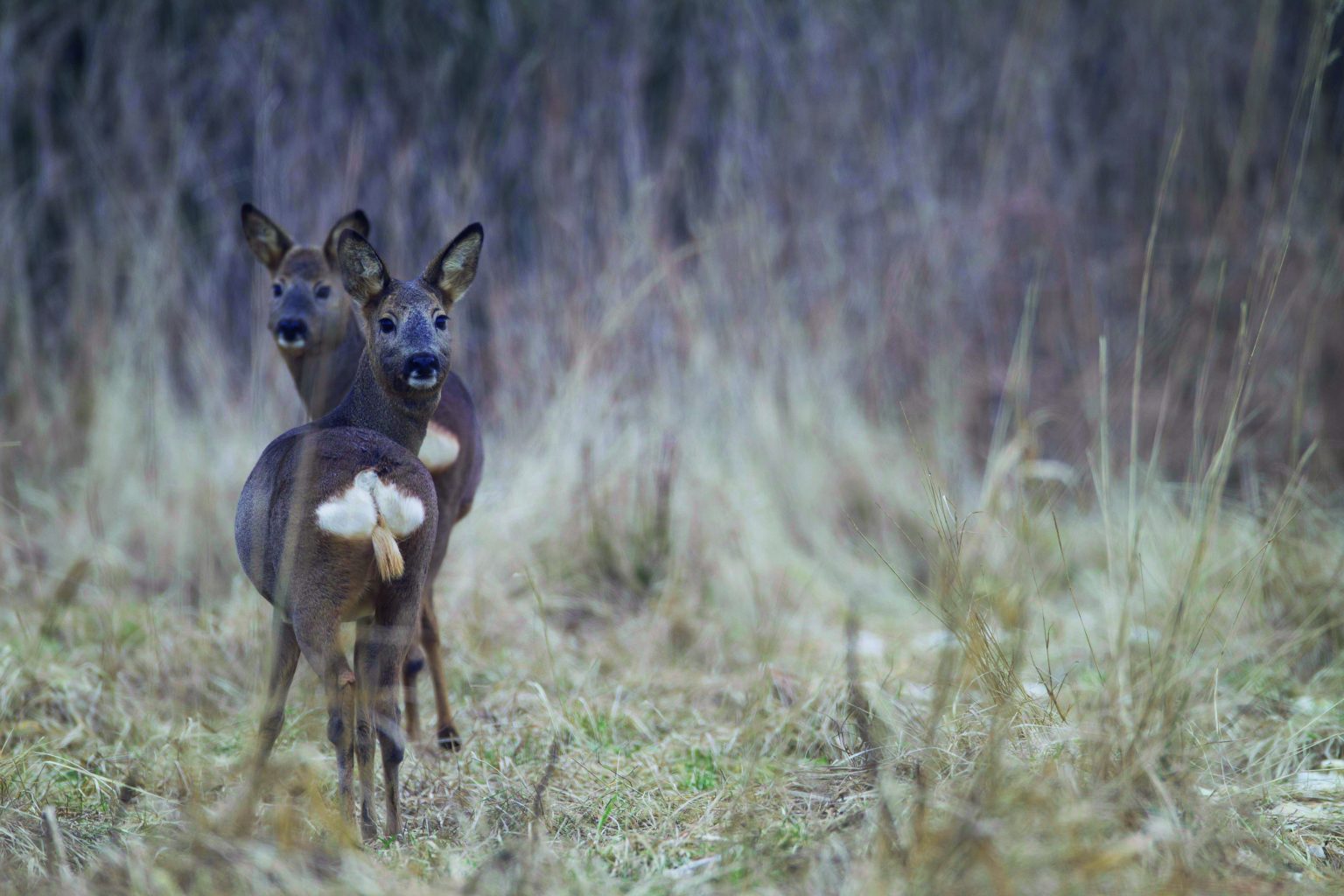 Deer stalking in the UK - where to go and the equipment you'll need