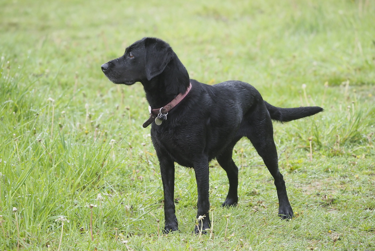Gundogs - the history of gundogs and how the different breeds developed