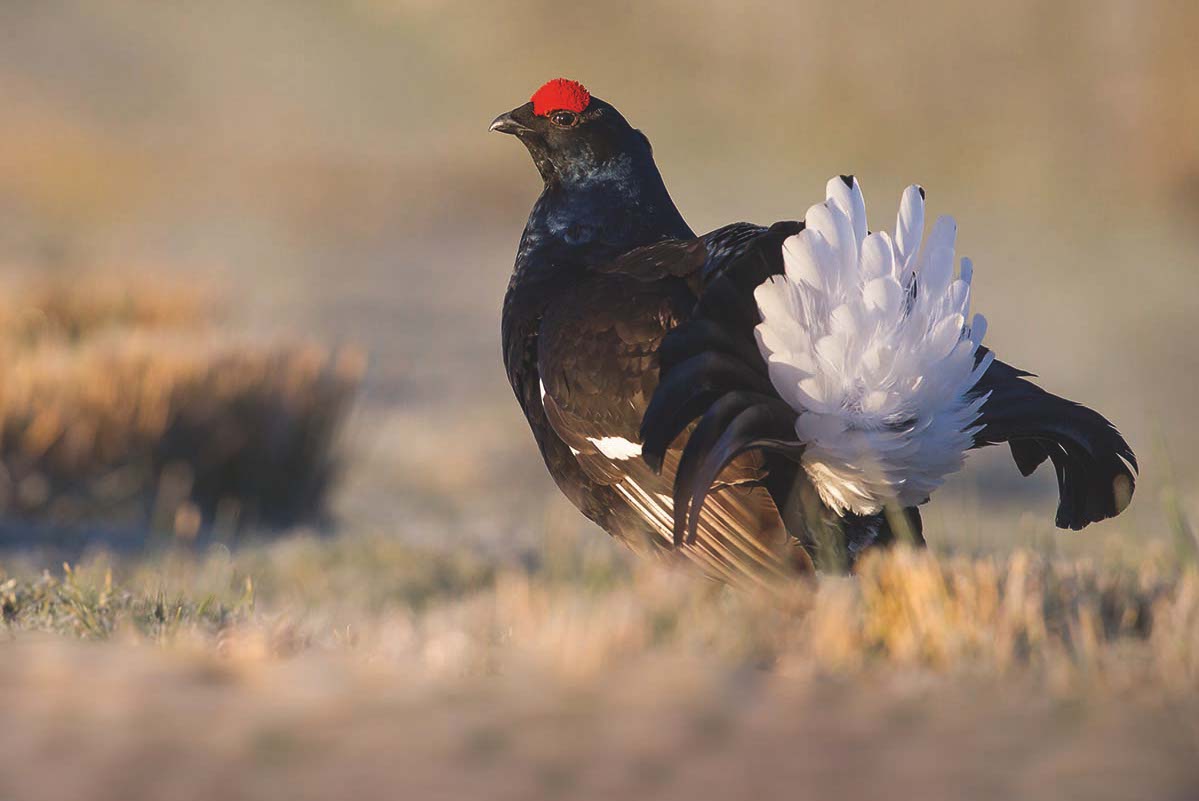 Black grouse - one of the most distinctive birds found on our shores